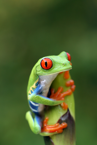 African Rainforest Frogs